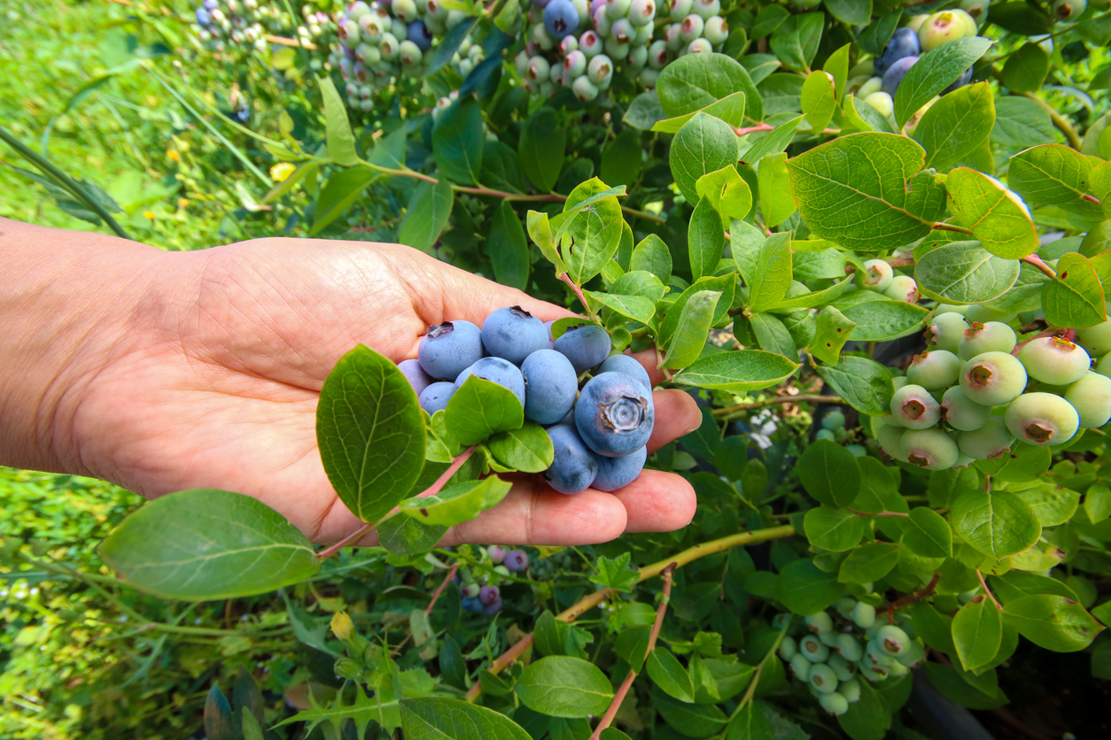 Die zauberhafte Kraft der Heidelbeere: Ein Blick auf Heidelbeerextrakt ...